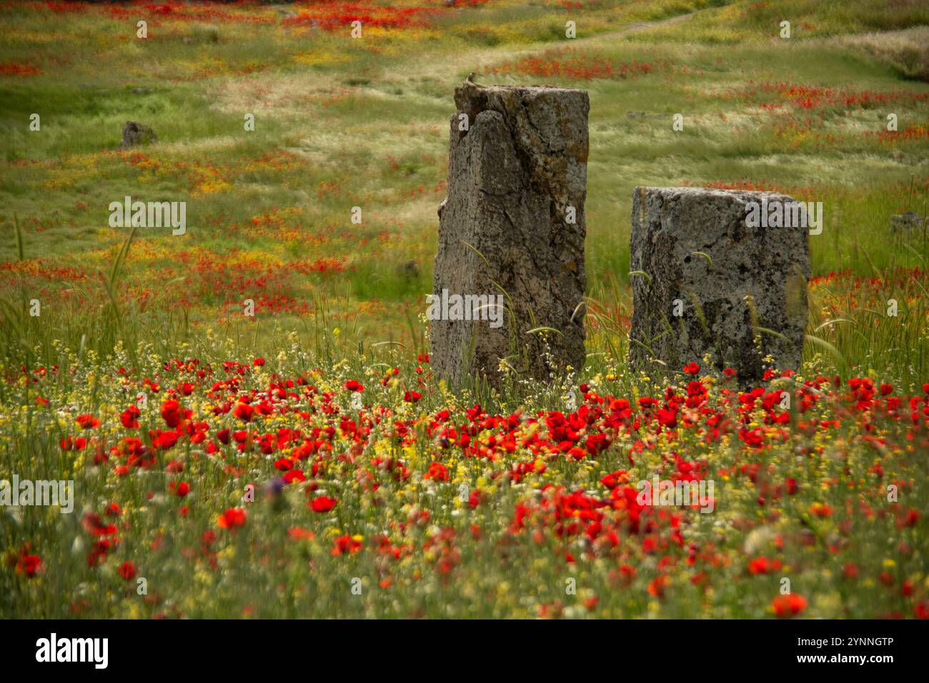 Red beautiful wild poppies hi-res stock photography and images - Alamy