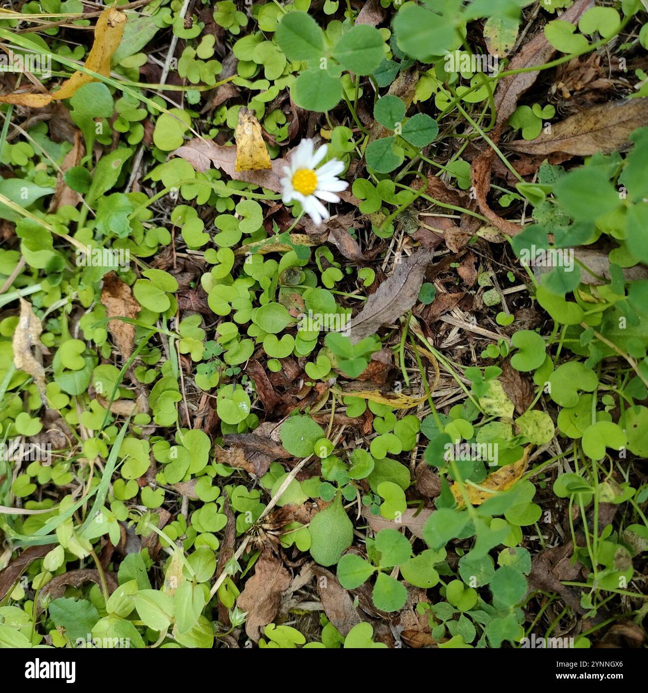 kidney weed (Dichondra repens Stock Photo - Alamy