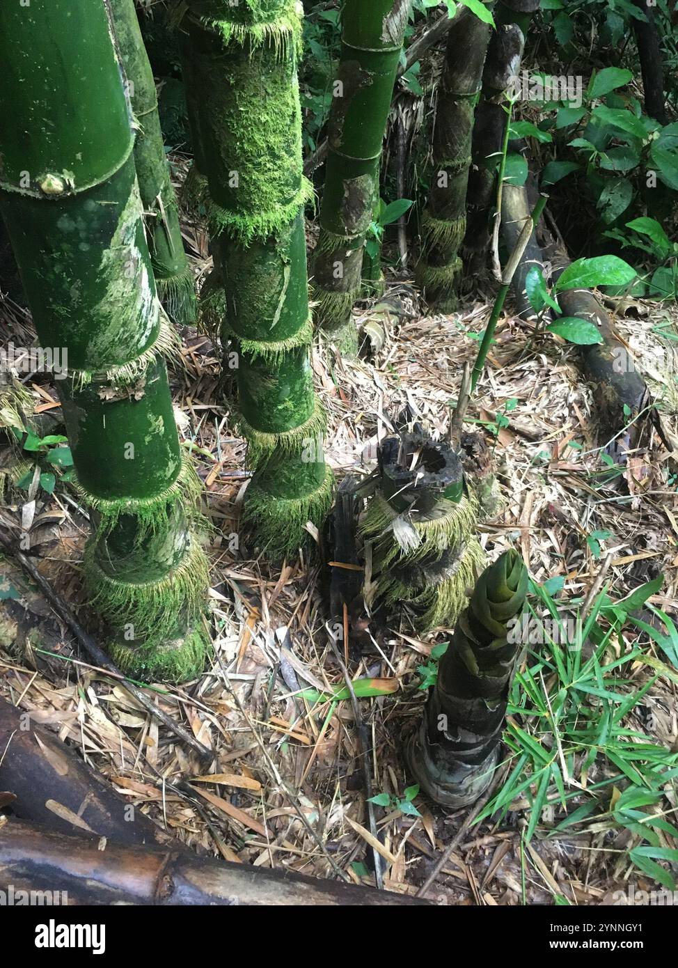 bamboos, canes, and allies (Bambusoideae Stock Photo - Alamy