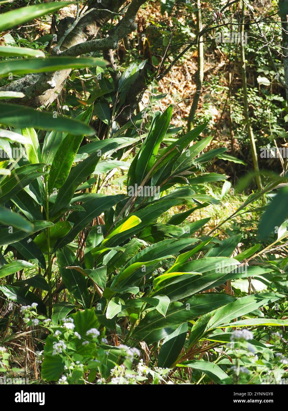 Shell ginger (Alpinia zerumbet Stock Photo - Alamy