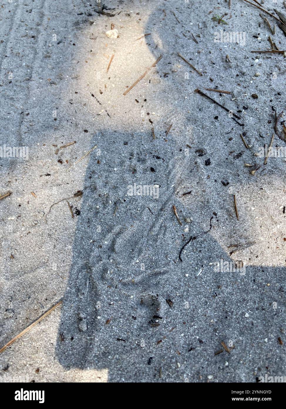 Turtles and Tortoises (Testudines Stock Photo - Alamy