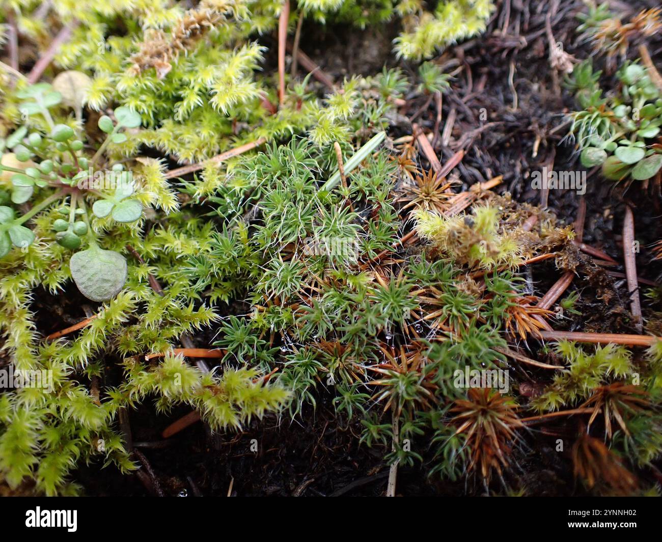 haircap mosses (Polytrichum Stock Photo - Alamy