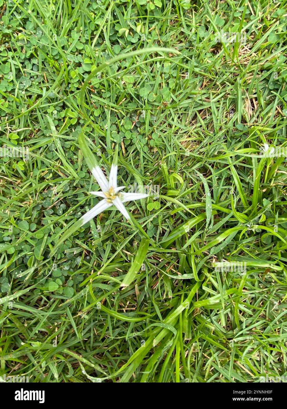 whitetop sedge (Rhynchospora colorata Stock Photo - Alamy