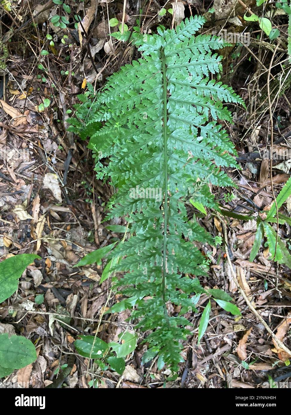 Hen and Chicks Fern (Asplenium bulbiferum Stock Photo - Alamy