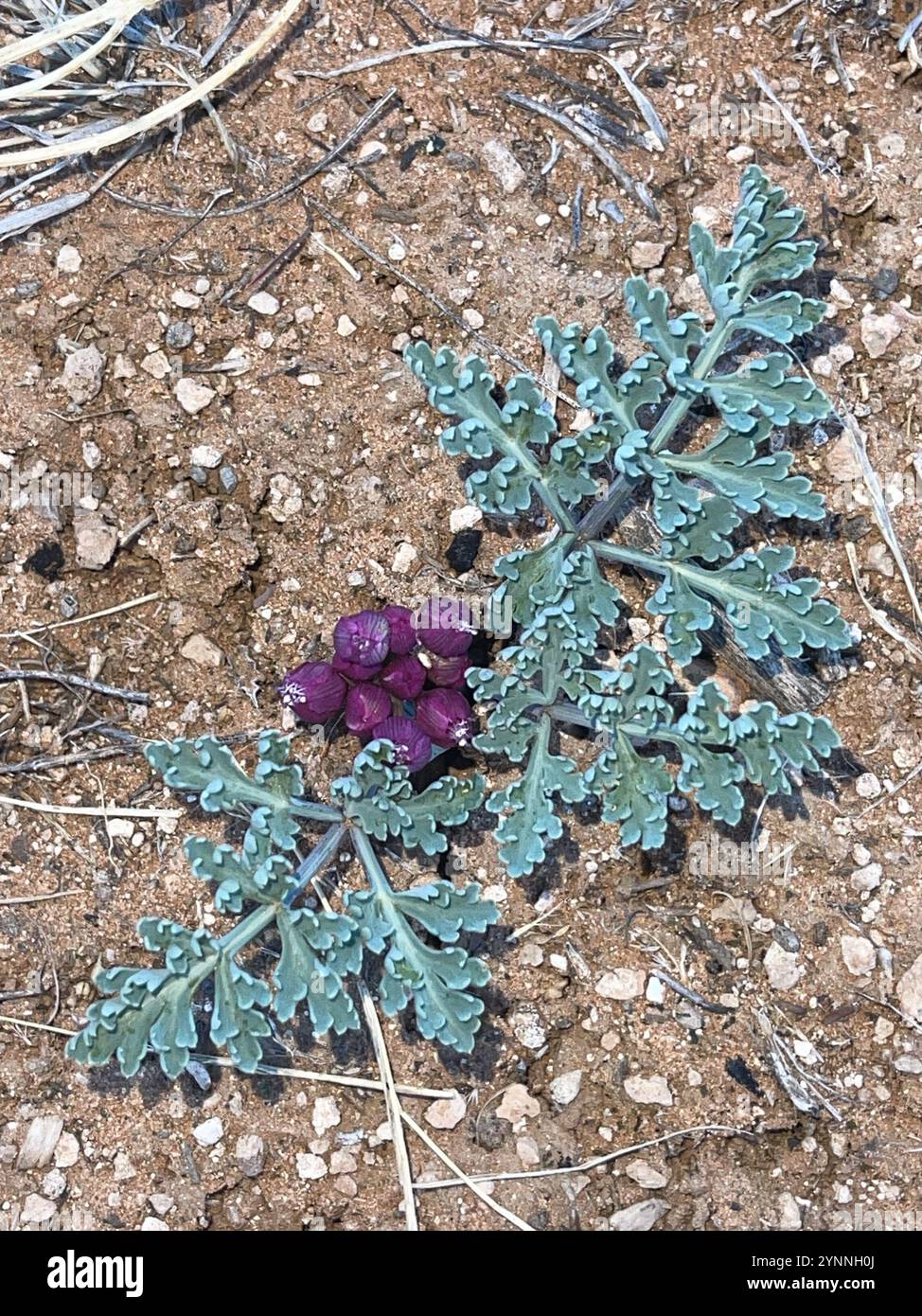 purple-nerve cymopterus (Vesper multinervatus Stock Photo - Alamy