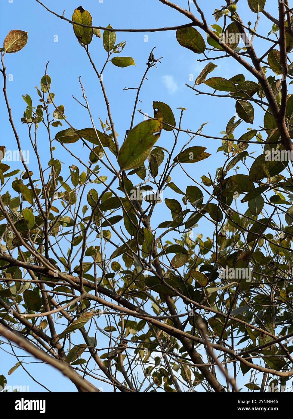 sandpaper tree (Ficus exasperata Stock Photo - Alamy