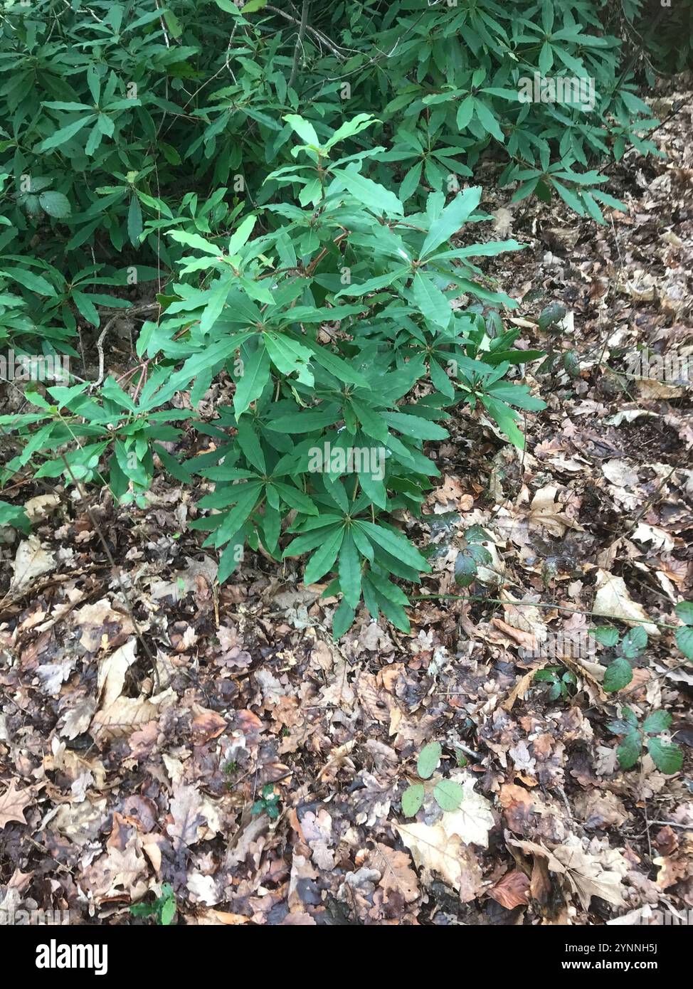 Common Rhododendron (Rhododendron ponticum Stock Photo - Alamy