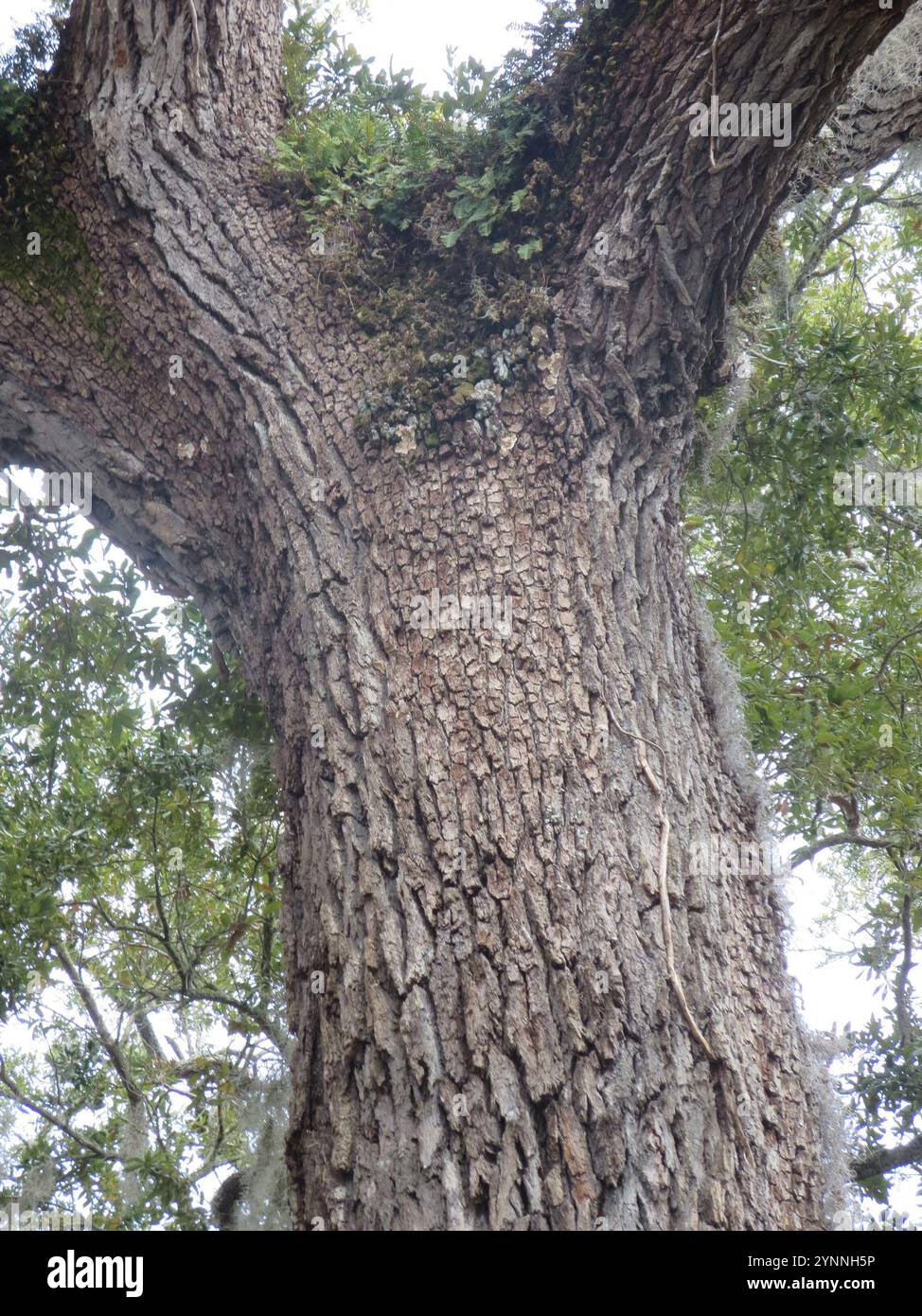 southern live oak (Quercus virginiana Stock Photo - Alamy