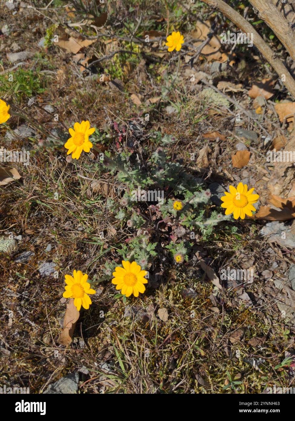 common woolly sunflower (Eriophyllum lanatum Stock Photo - Alamy
