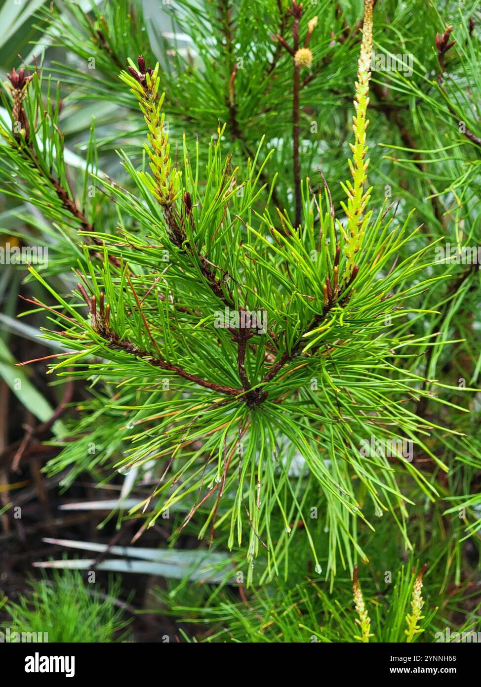 sand pine (Pinus clausa Stock Photo - Alamy