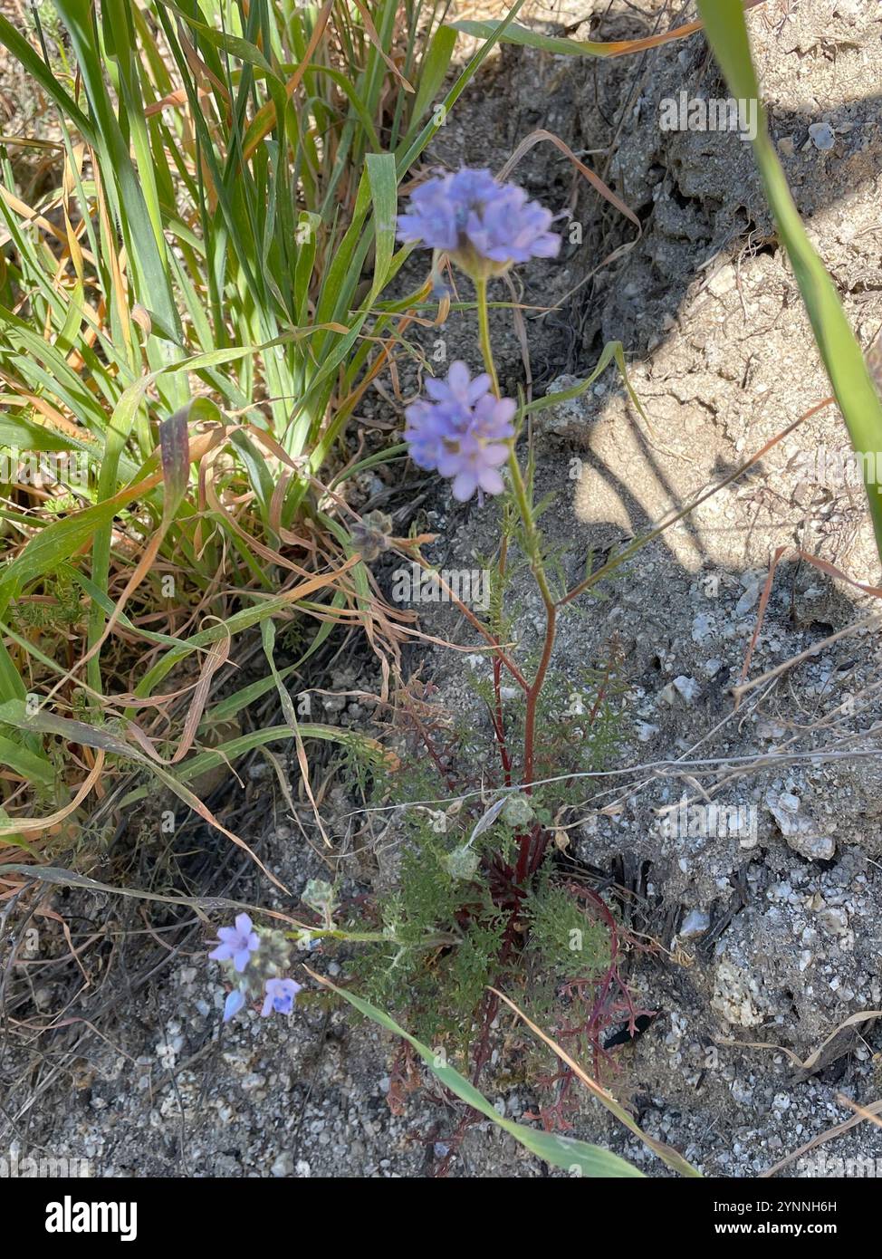 California gilia (Gilia achilleifolia Stock Photo - Alamy