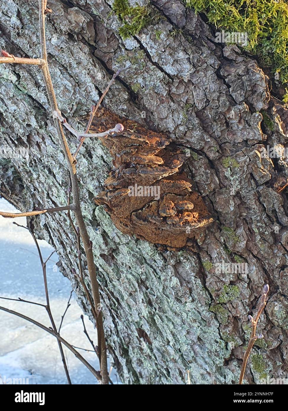 Alder Bracket (Mensularia radiata Stock Photo - Alamy