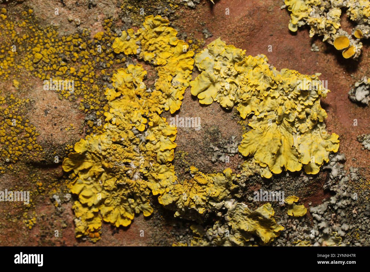 Common Sunburst Lichen (Xanthoria parietina Stock Photo - Alamy