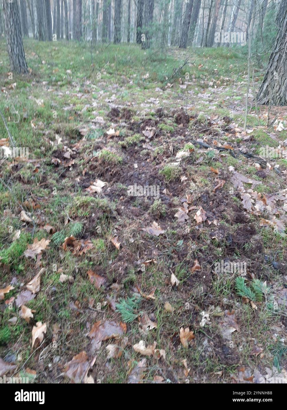 Eurasian Wild Pig (Sus scrofa Stock Photo - Alamy