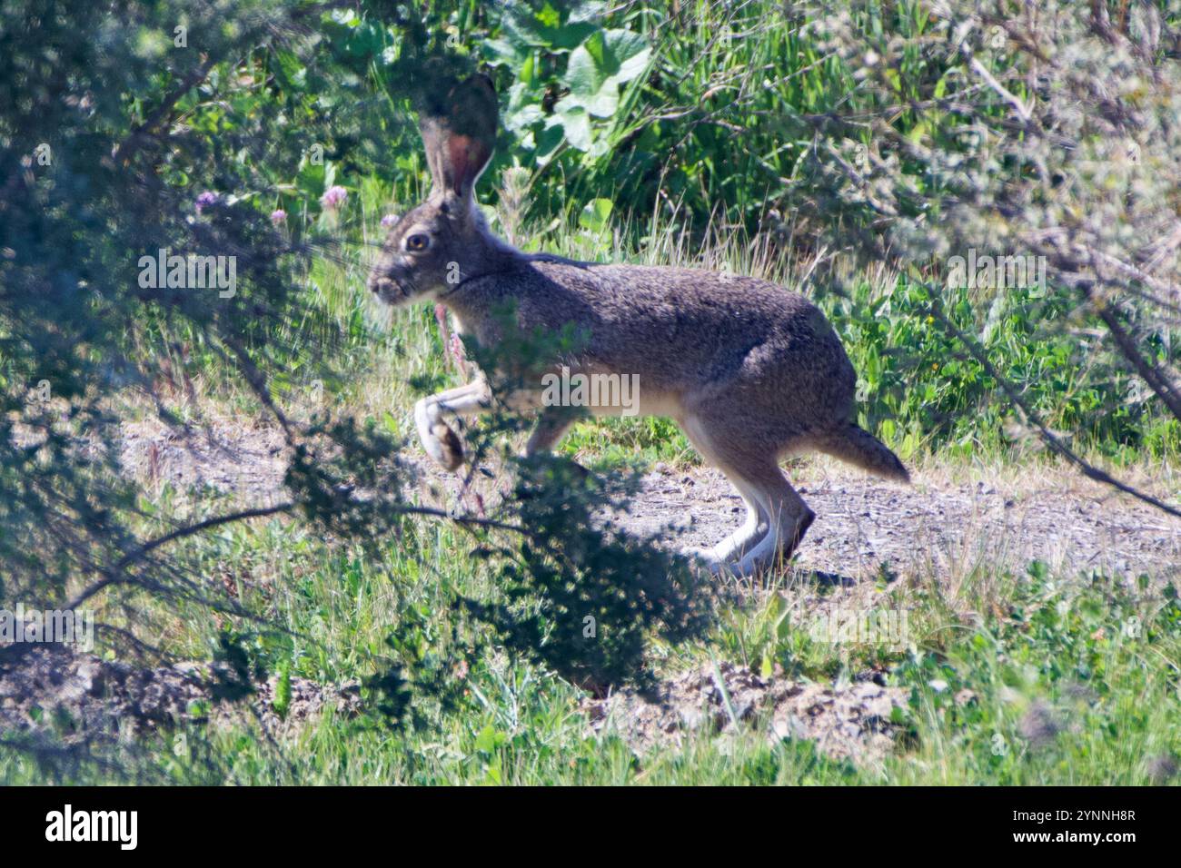 Black-tailed Jackrabbit (Lepus californicus Stock Photo - Alamy