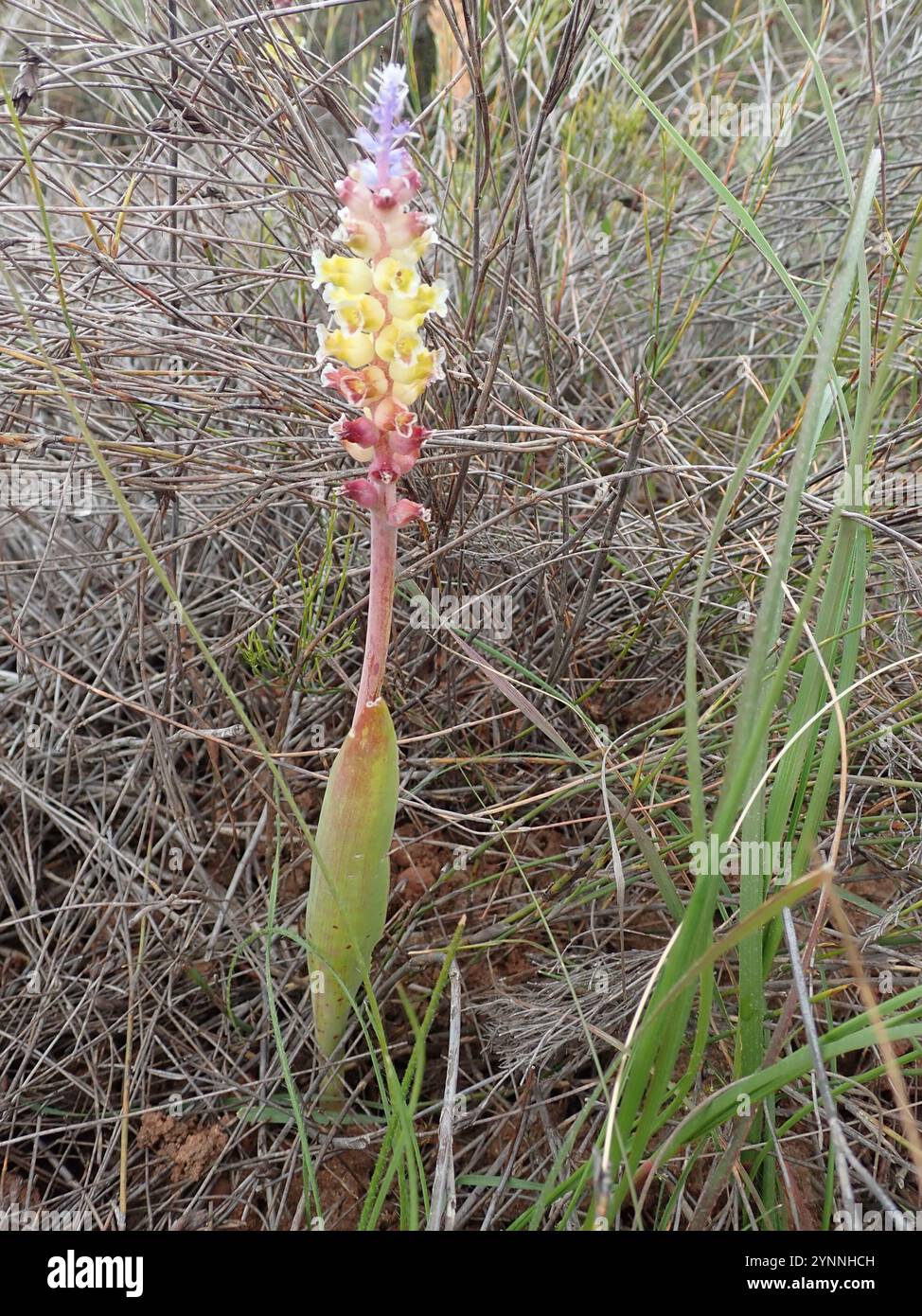 Palerim Viooltjie (Lachenalia membranacea Stock Photo - Alamy