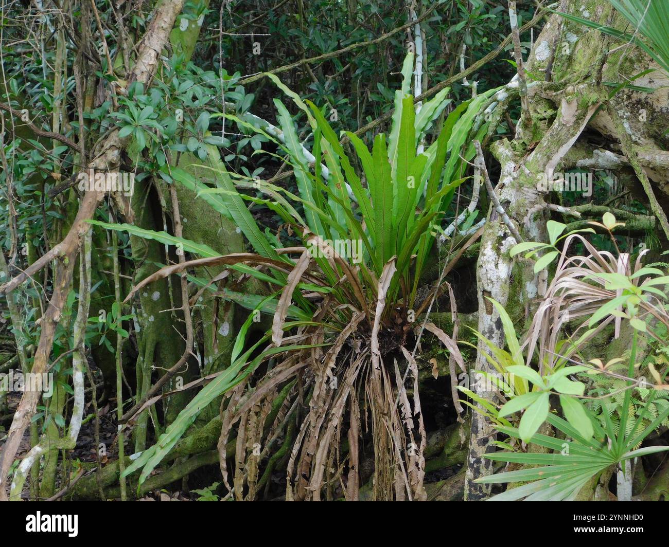 Long strapfern (Campyloneurum phyllitidis Stock Photo - Alamy