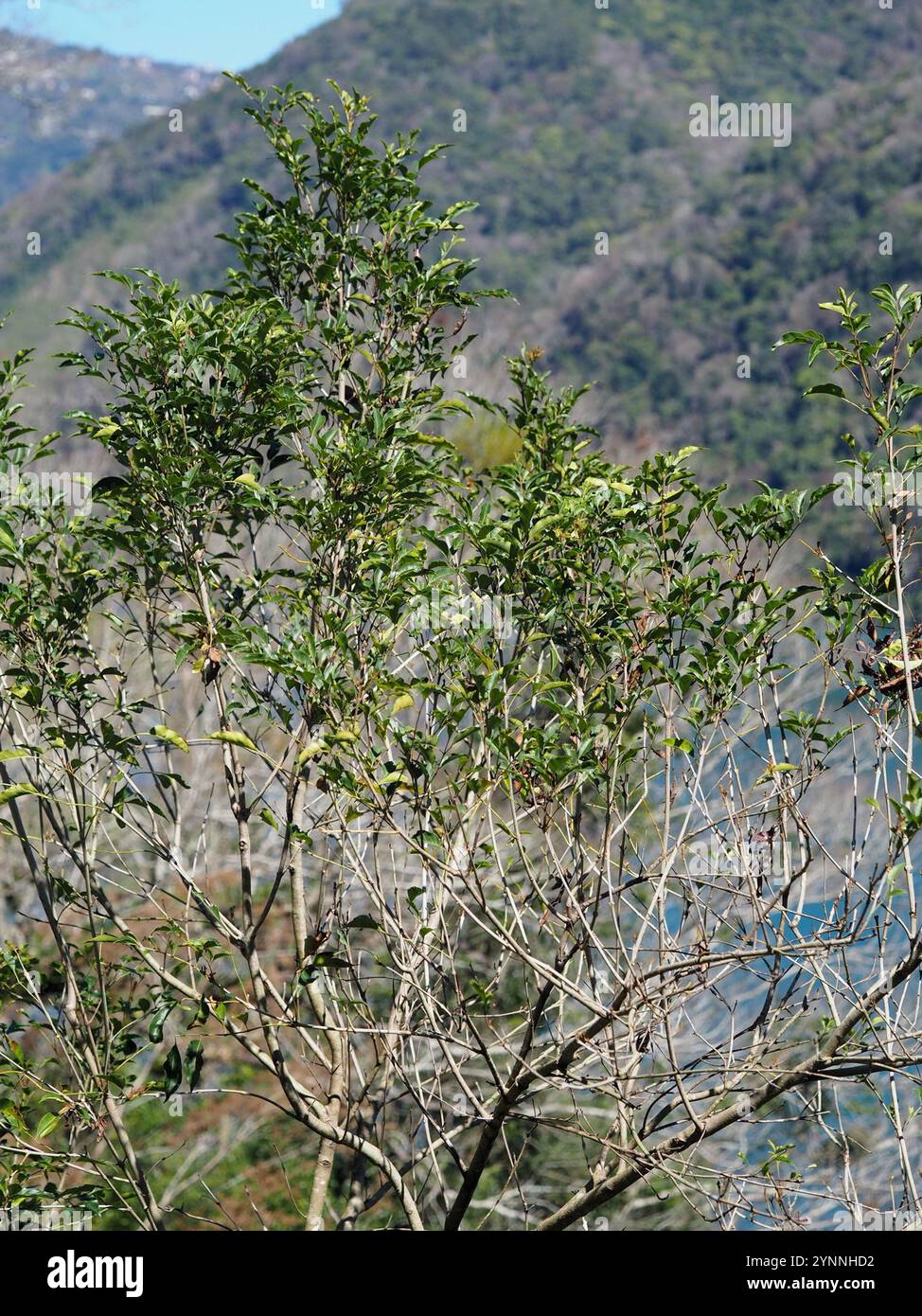 Evergreen tropical ash (Fraxinus griffithii Stock Photo - Alamy