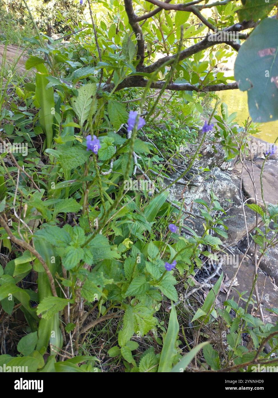 Nettleleaf Velvetberry (Stachytarpheta urticifolia Stock Photo - Alamy