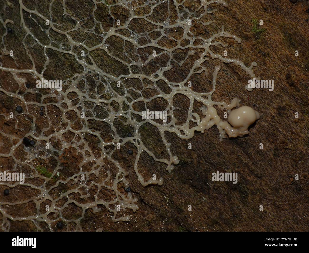 slime molds (Mycetozoa Stock Photo - Alamy