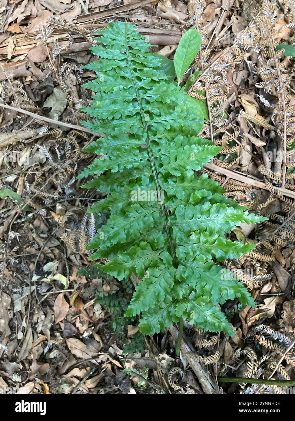 Hen and Chicks Fern (Asplenium bulbiferum Stock Photo - Alamy