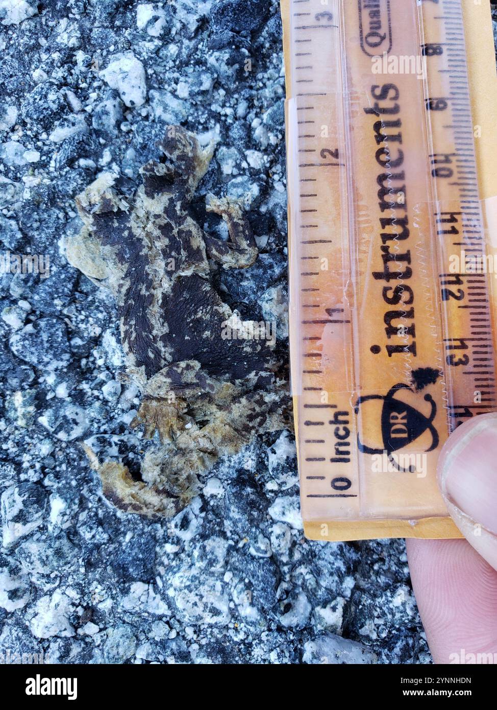 Pacific Newts (Taricha Stock Photo - Alamy