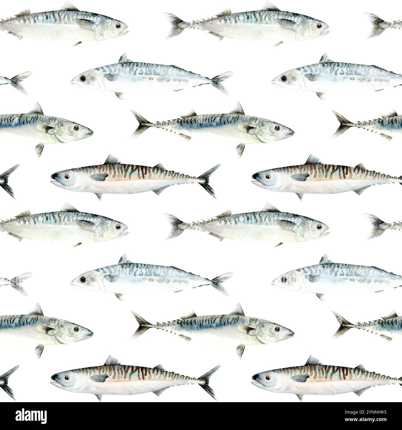 Mackerel Fish. Seamless pattern. Illustration hand drawn in watercolor ...