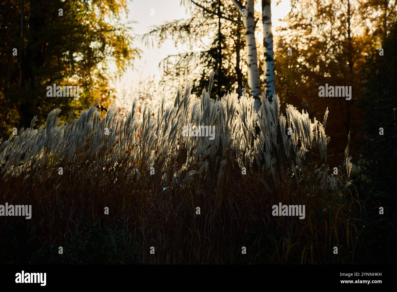 The Beautiful Golden Light Filtering Through Autumn Grasses and Trees ...