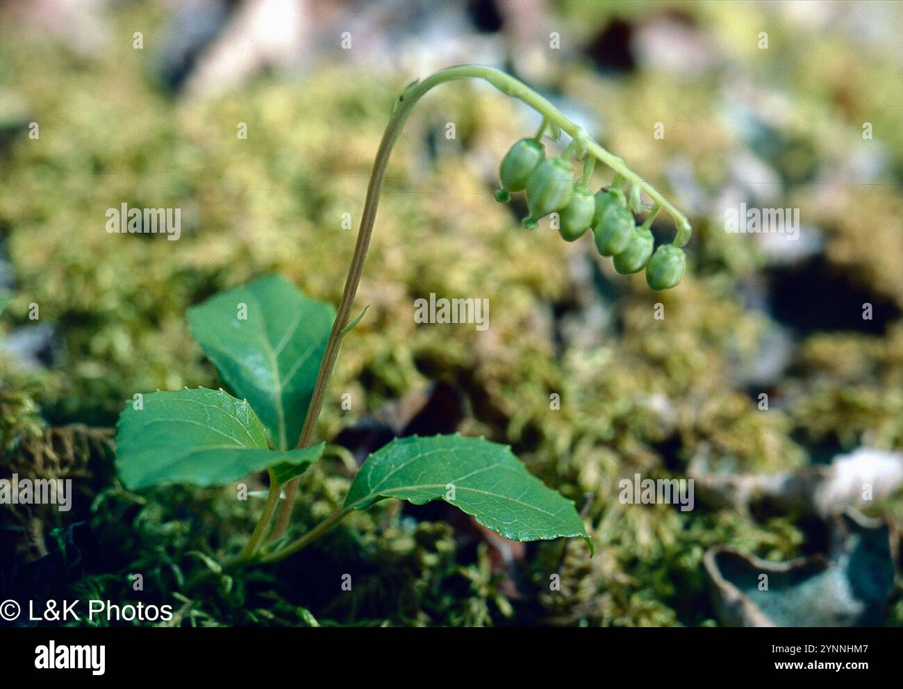 one-sided wintergreen (Orthilia secunda Stock Photo - Alamy