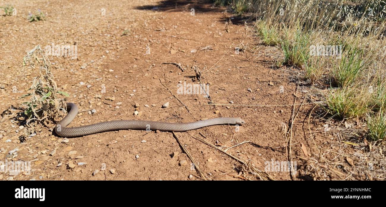 Eastern Brown Snake (Pseudonaja textilis Stock Photo - Alamy