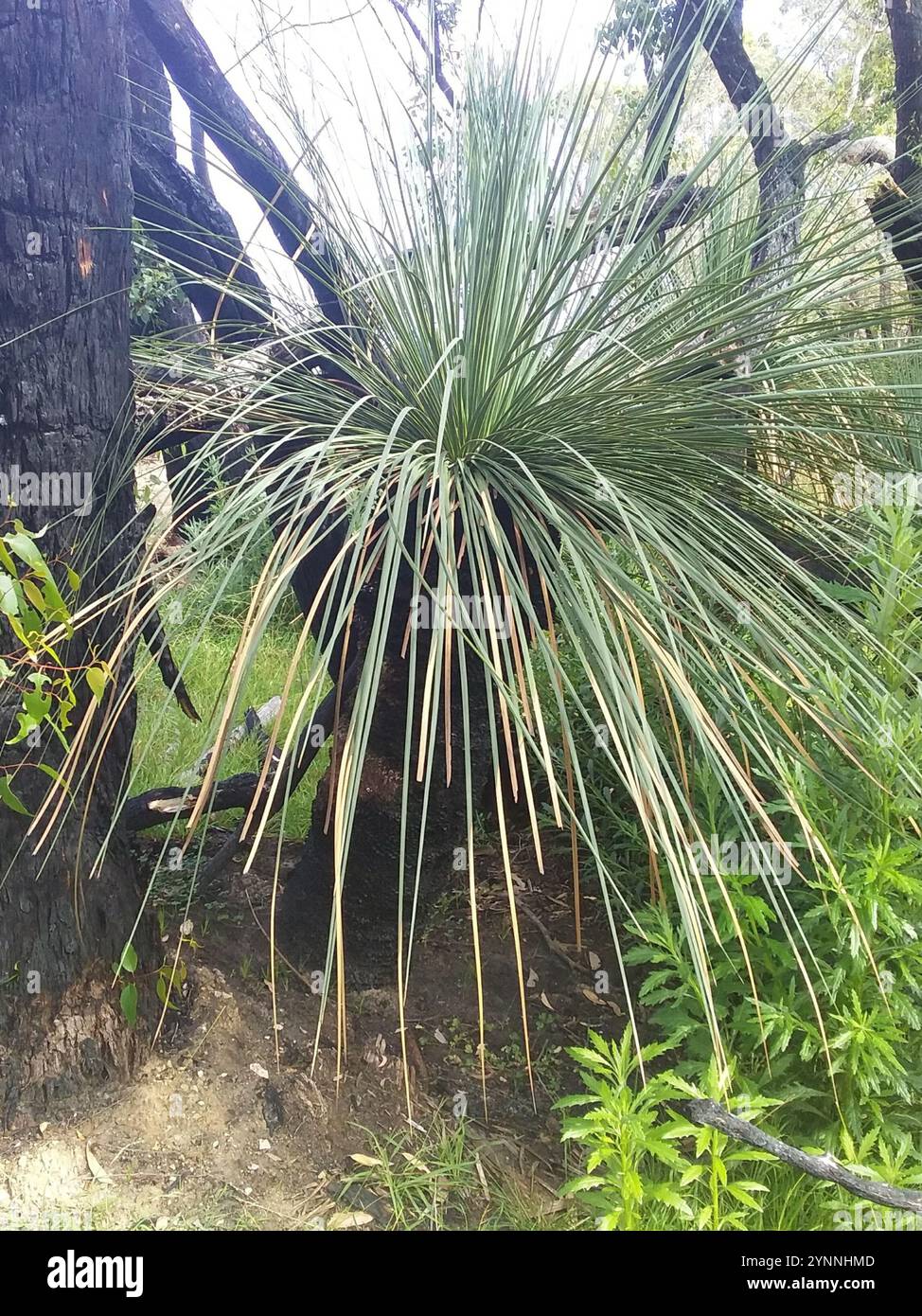 Tate's grass-tree (Xanthorrhoea semiplana tateana Stock Photo - Alamy