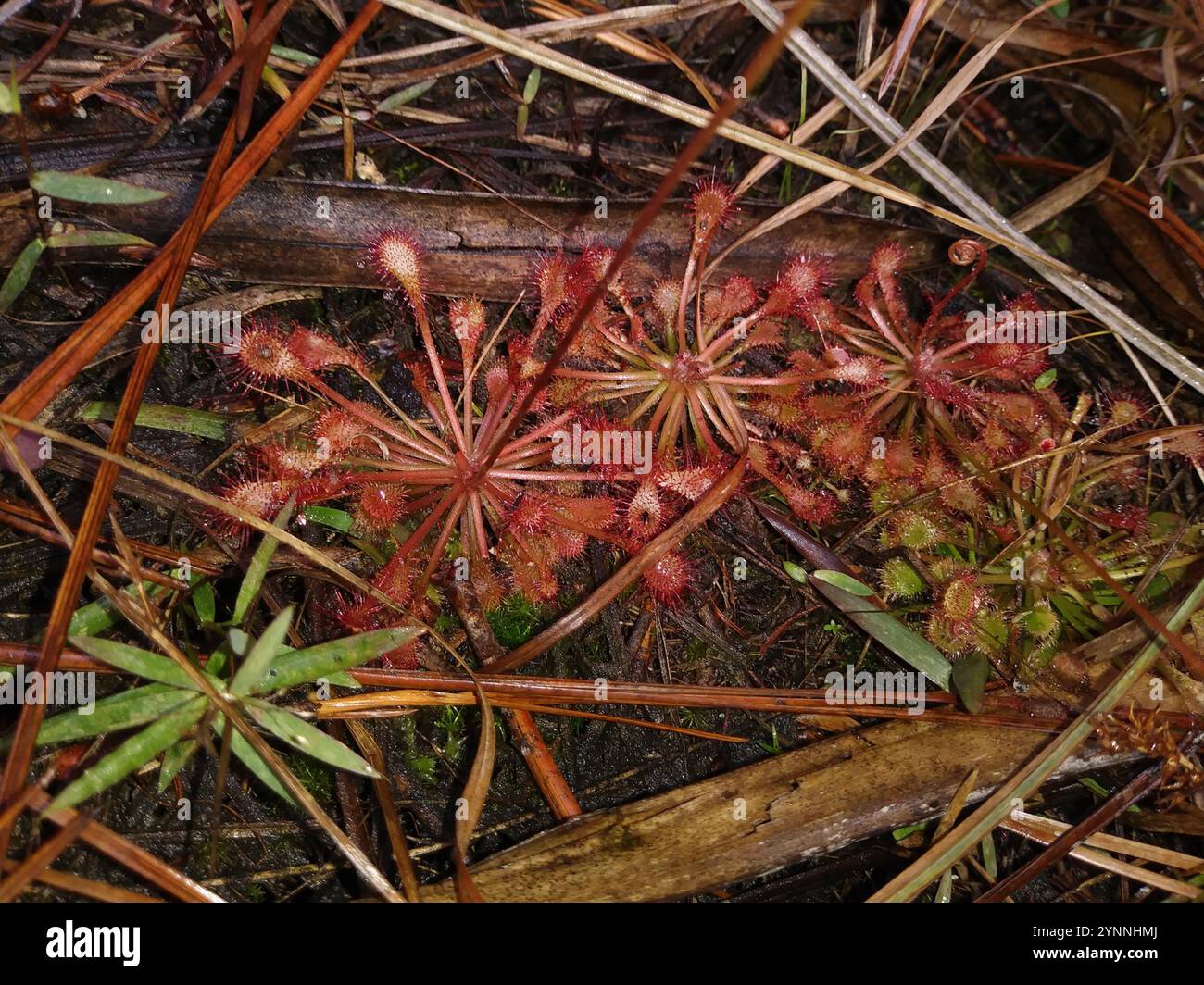 Pink Sundew (Drosera capillaris Stock Photo - Alamy