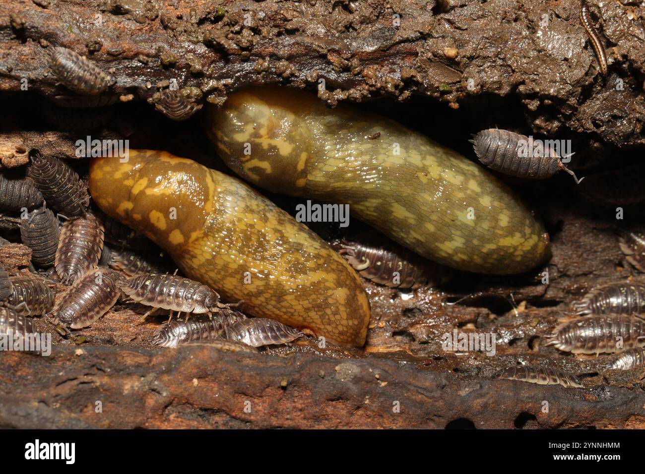 Green Cellar Slug (Limacus maculatus Stock Photo - Alamy