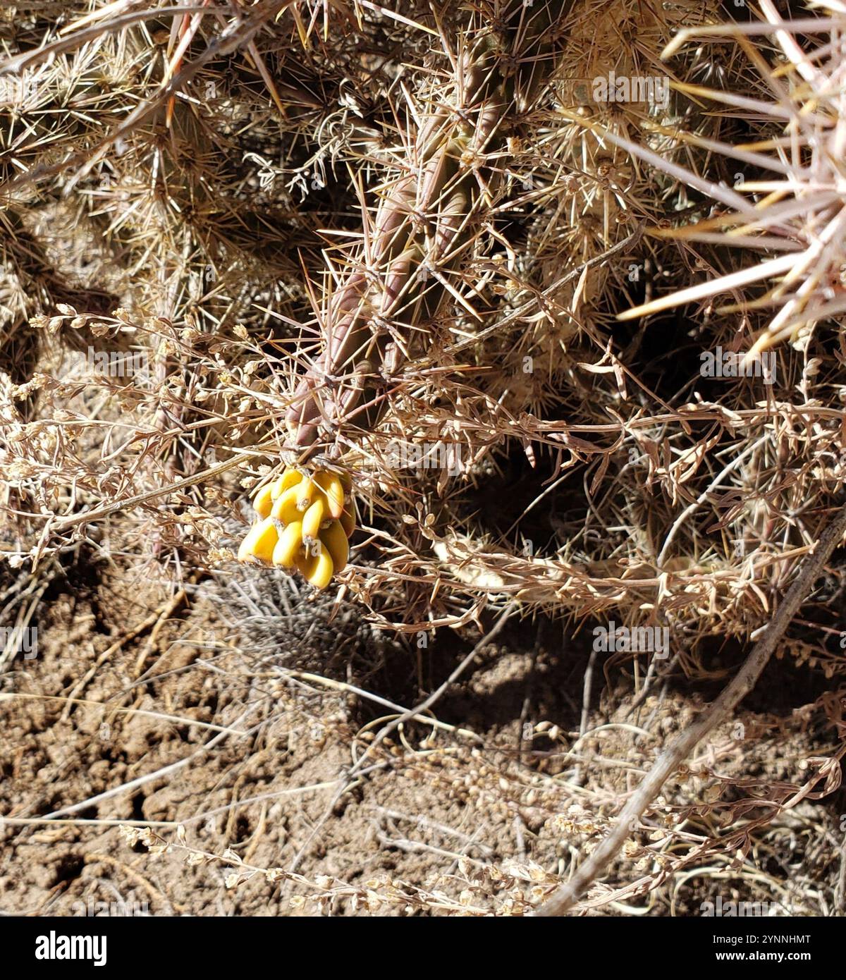 tree cholla (Cylindropuntia imbricata Stock Photo - Alamy