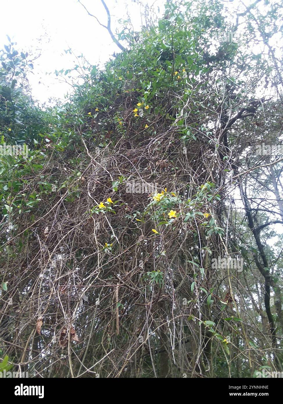 yellow jessamine (Gelsemium sempervirens Stock Photo - Alamy