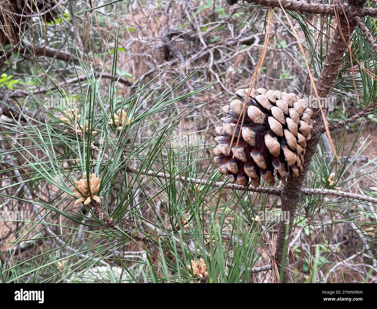Monterey pine (Pinus radiata Stock Photo - Alamy