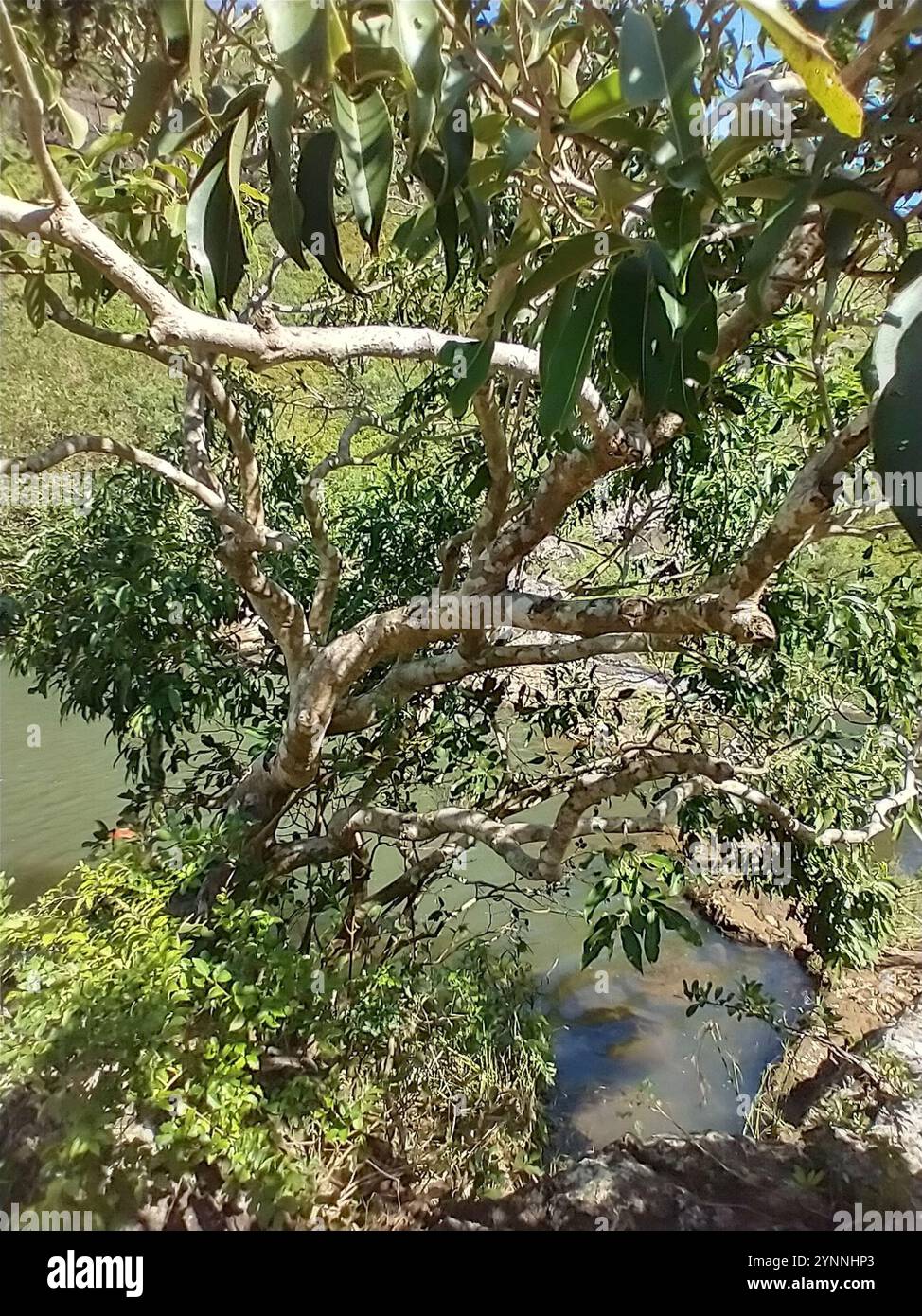 Java plum (Syzygium cumini Stock Photo - Alamy