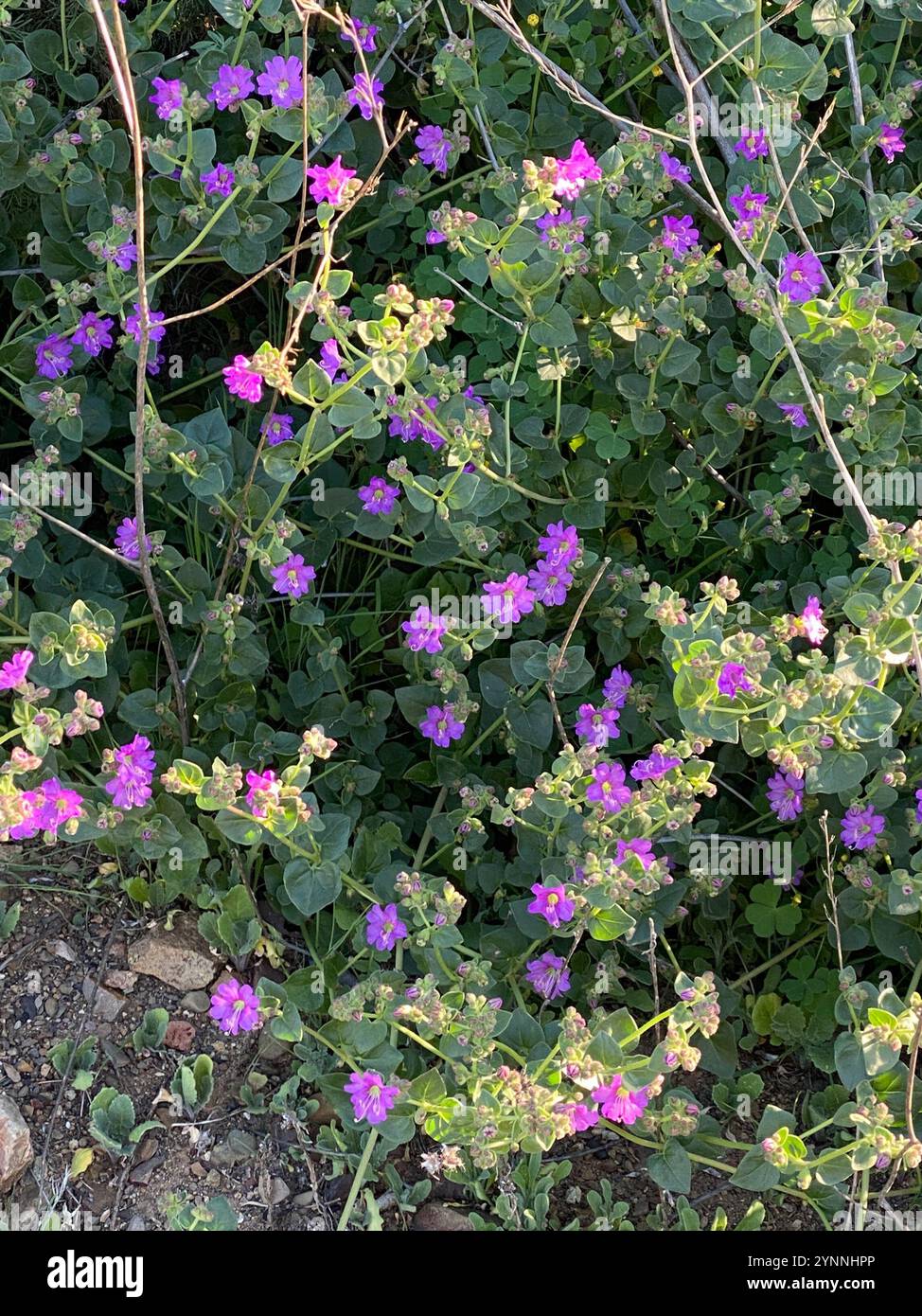 Wishbone Bush (Mirabilis laevis Stock Photo - Alamy