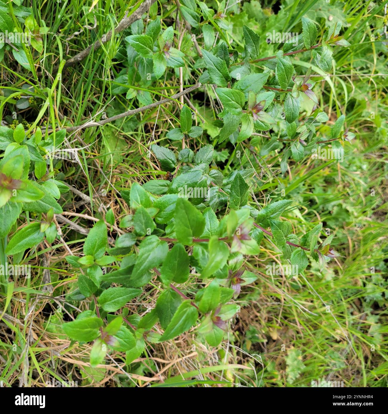 heartleaf keckiella (Keckiella cordifolia Stock Photo - Alamy