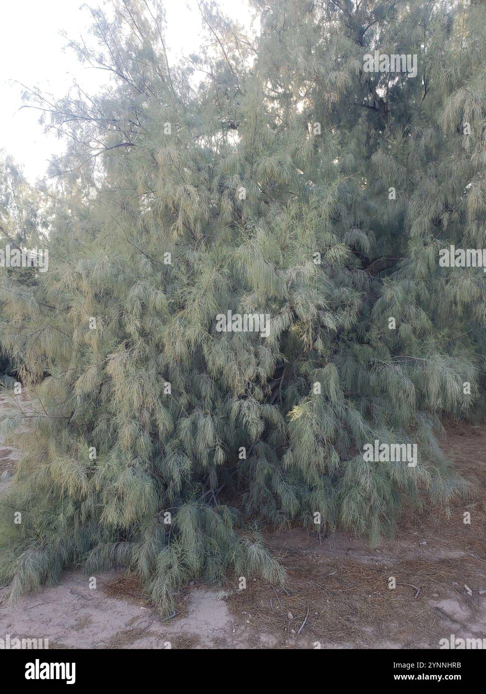 Tamarix aphylla hi-res stock photography and images - Alamy