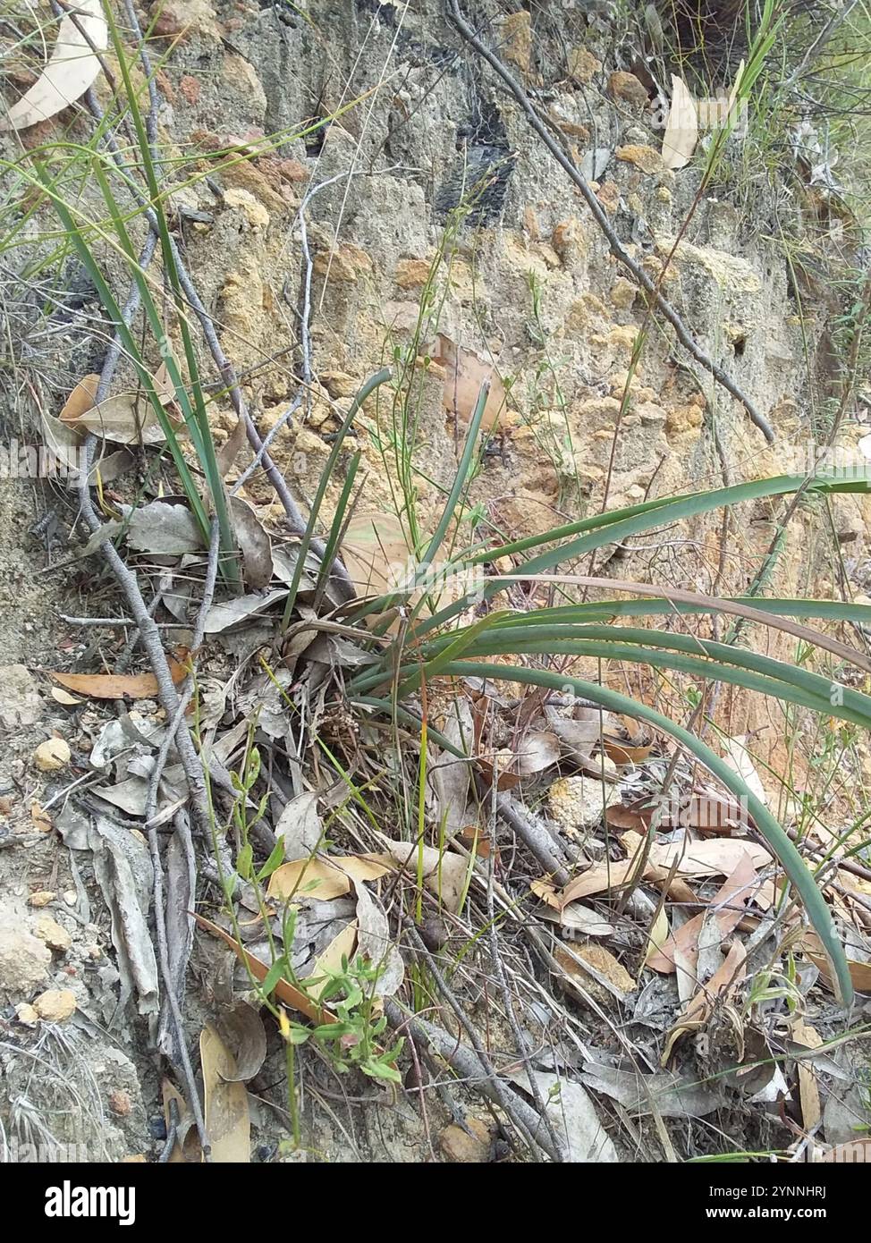 iron-grass (Lomandra multiflora dura Stock Photo - Alamy