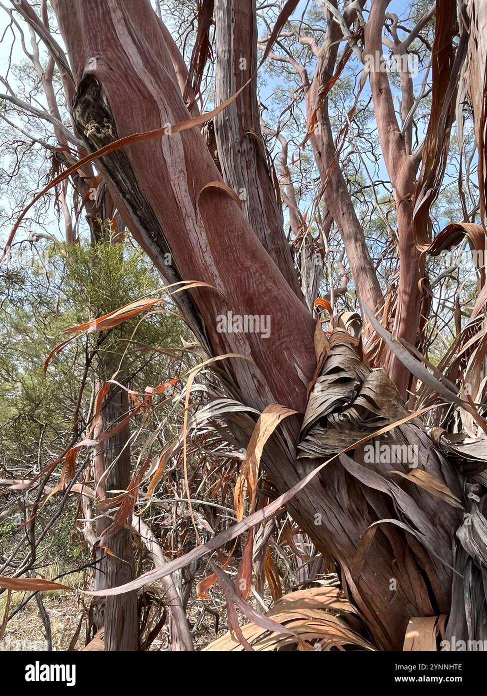 Redshanks (Adenostoma sparsifolium Stock Photo - Alamy