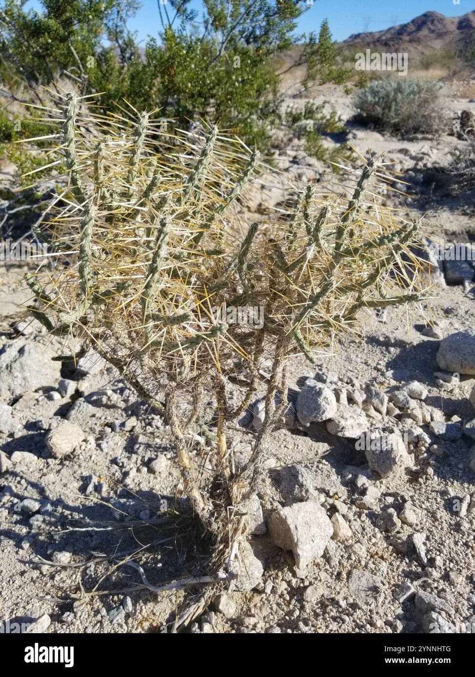 Branched Pencil Cholla (Cylindropuntia ramosissima Stock Photo - Alamy