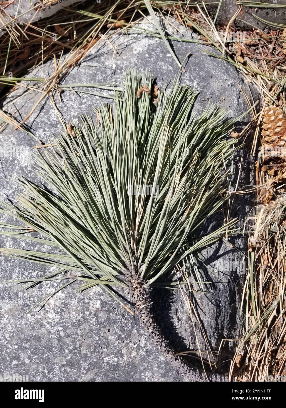 Jeffrey pine (Pinus jeffreyi Stock Photo - Alamy