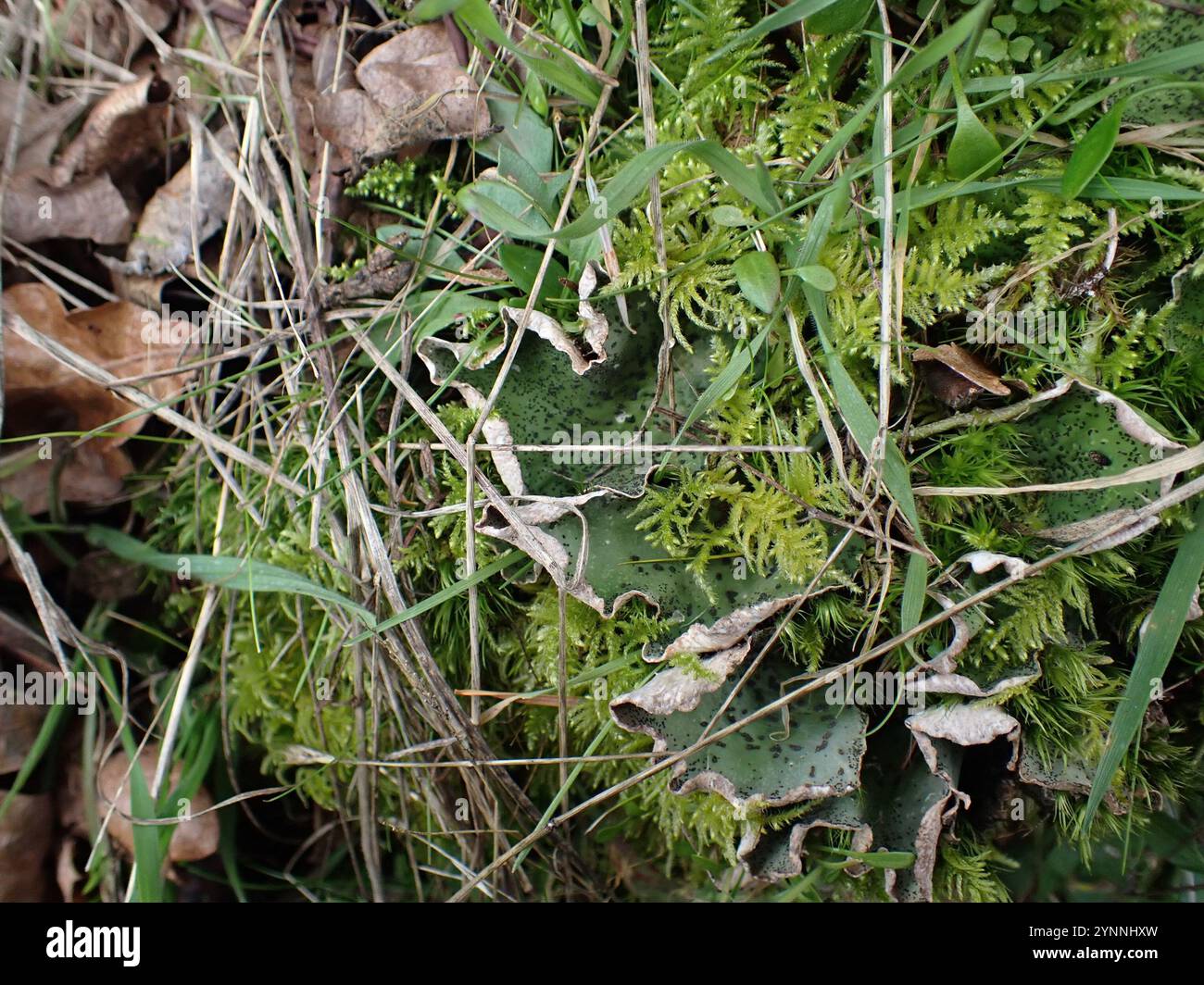 pelt lichens (Peltigera Stock Photo - Alamy