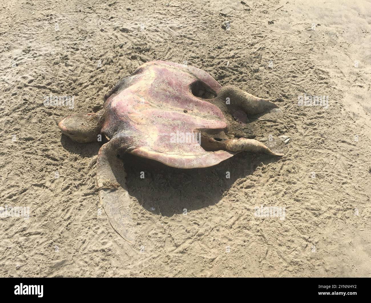 Olive Ridley Sea Turtle (Lepidochelys olivacea Stock Photo - Alamy