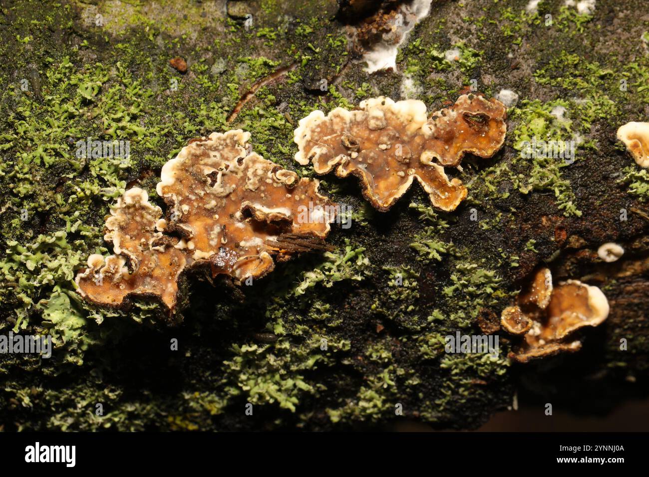 Bleeding oak crust hi-res stock photography and images - Alamy