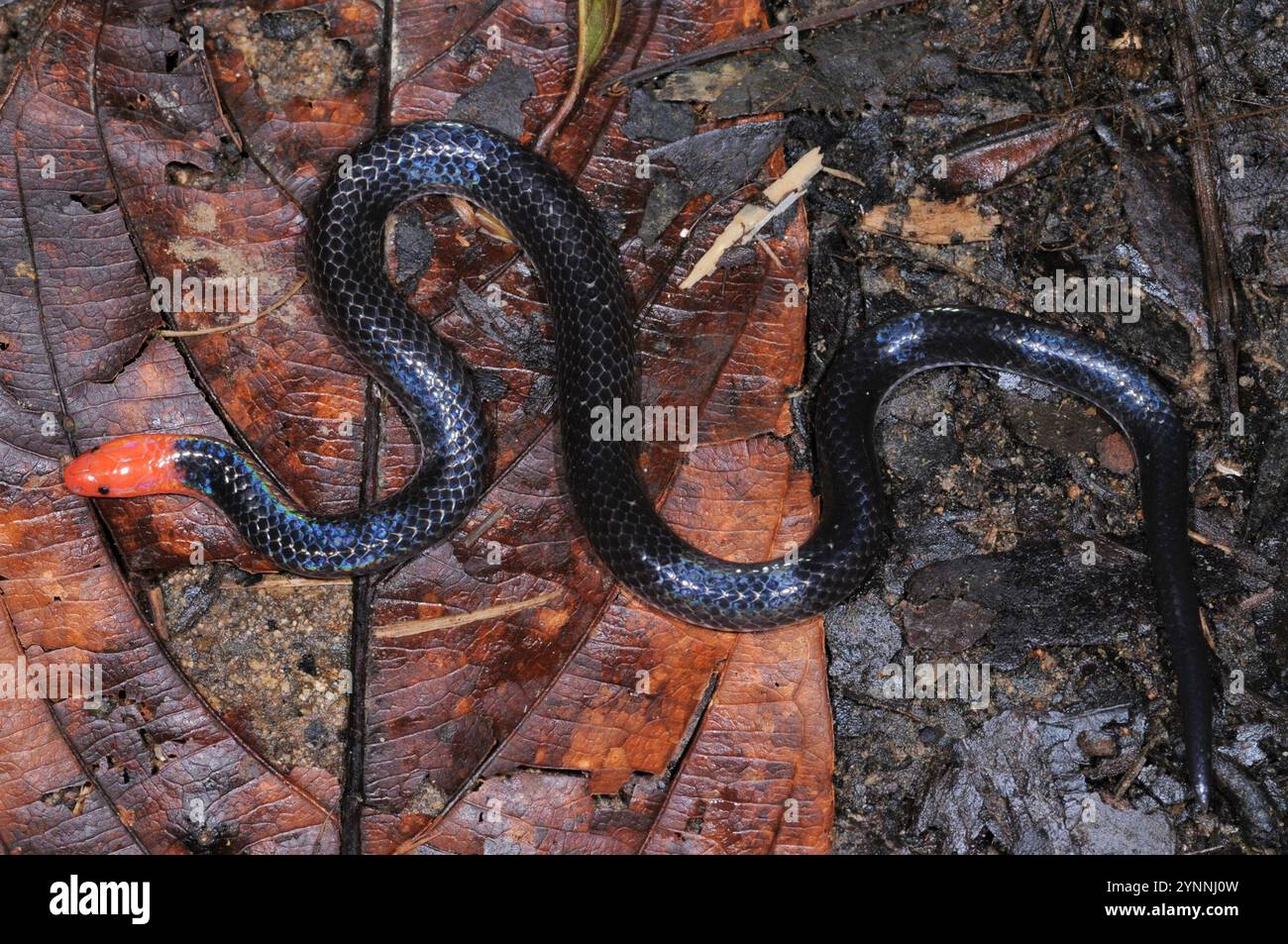 Pink-headed Reed Snake (Calamaria schlegeli Stock Photo - Alamy