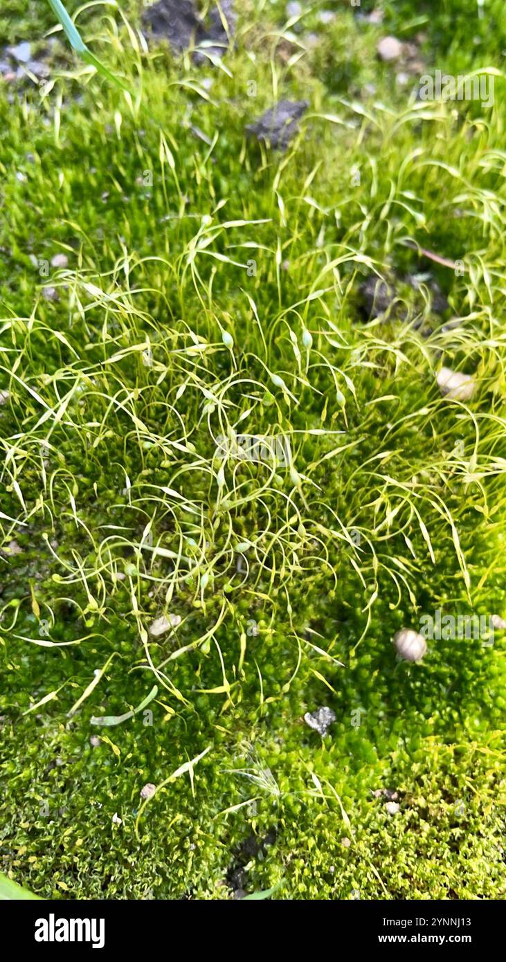 Bonfire moss (Funaria hygrometrica Stock Photo - Alamy