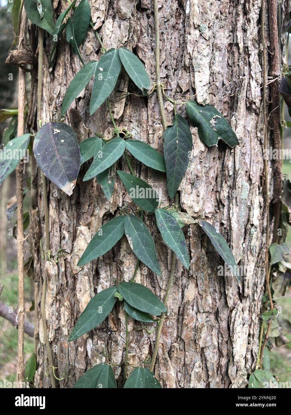 Catclaw vine (Dolichandra unguis-cati Stock Photo - Alamy